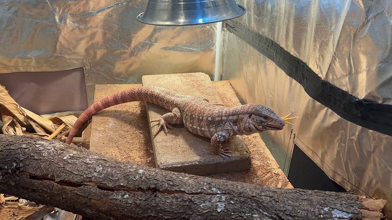 Red Tegu rips baby chicks wing off🦖 ️ - YouTube