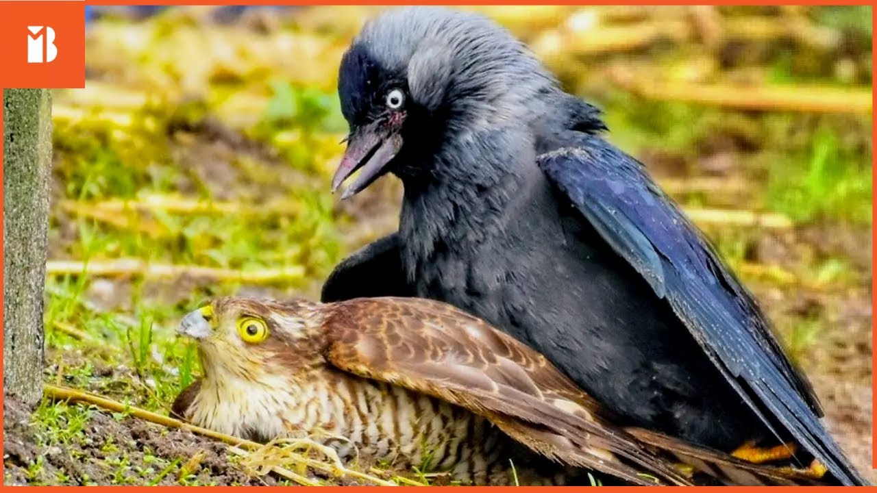 12 Brutal Moments When Hawk Attacked On Crow - YouTube