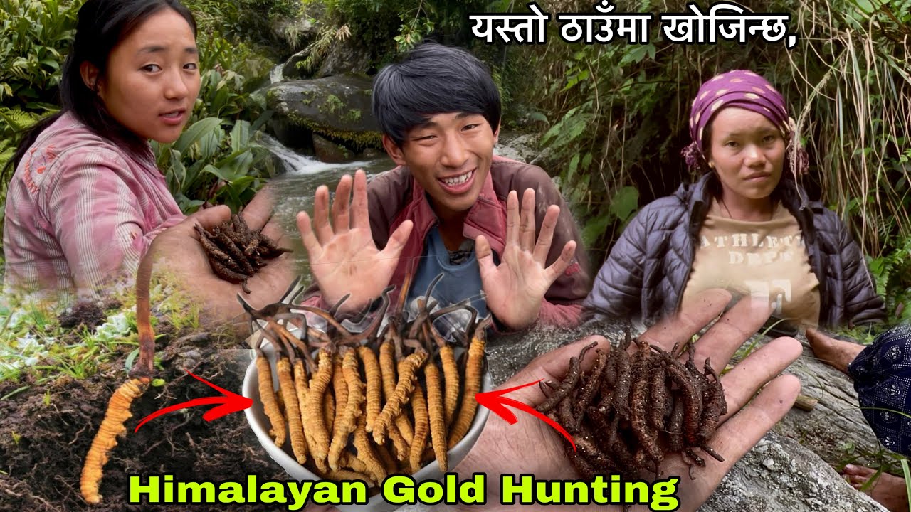 Himalayan Gold Yarchagumba Hunting in Nepal, Yasari Khojnu Parxa Yarcha ...