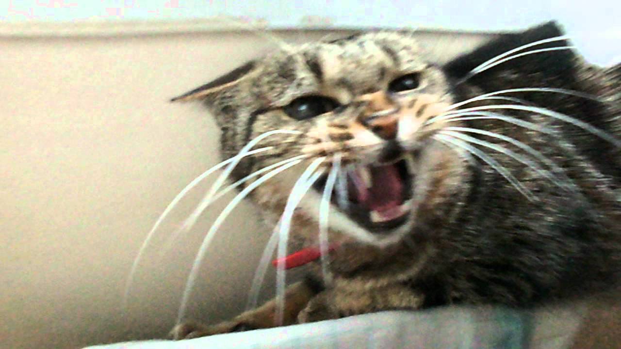 Chat enerver - YouTube