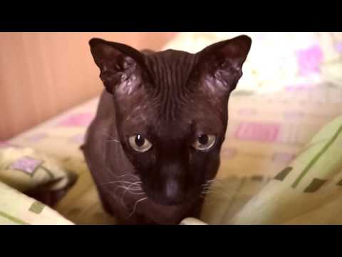 Фарух