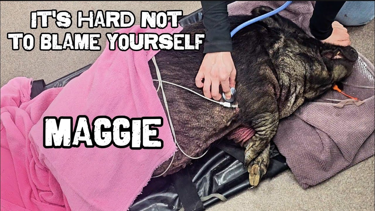 Maggie update, this is heartbreaking - YouTube