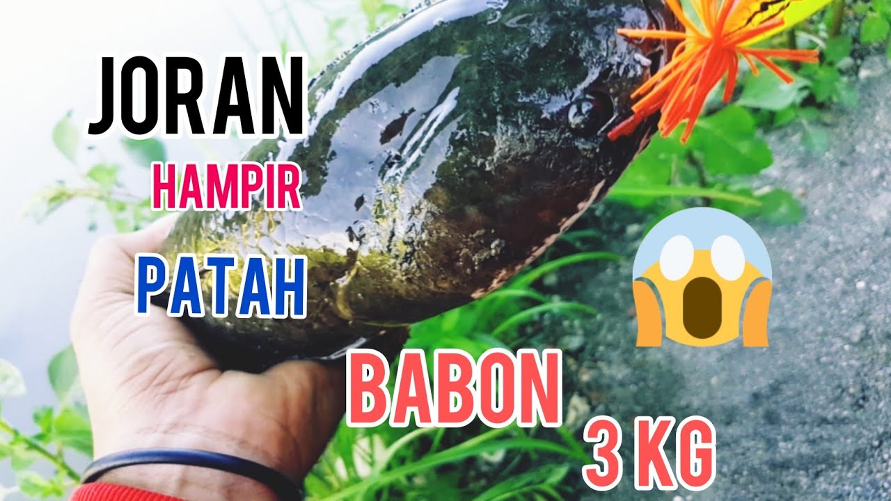 Casting ikan gabus tepat di sarangnya langsung sambar - YouTube