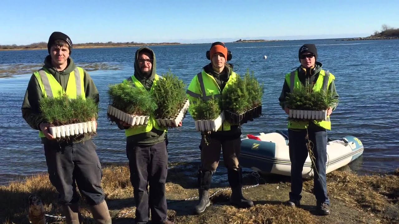 Tree Planting On Cape Island - YouTube