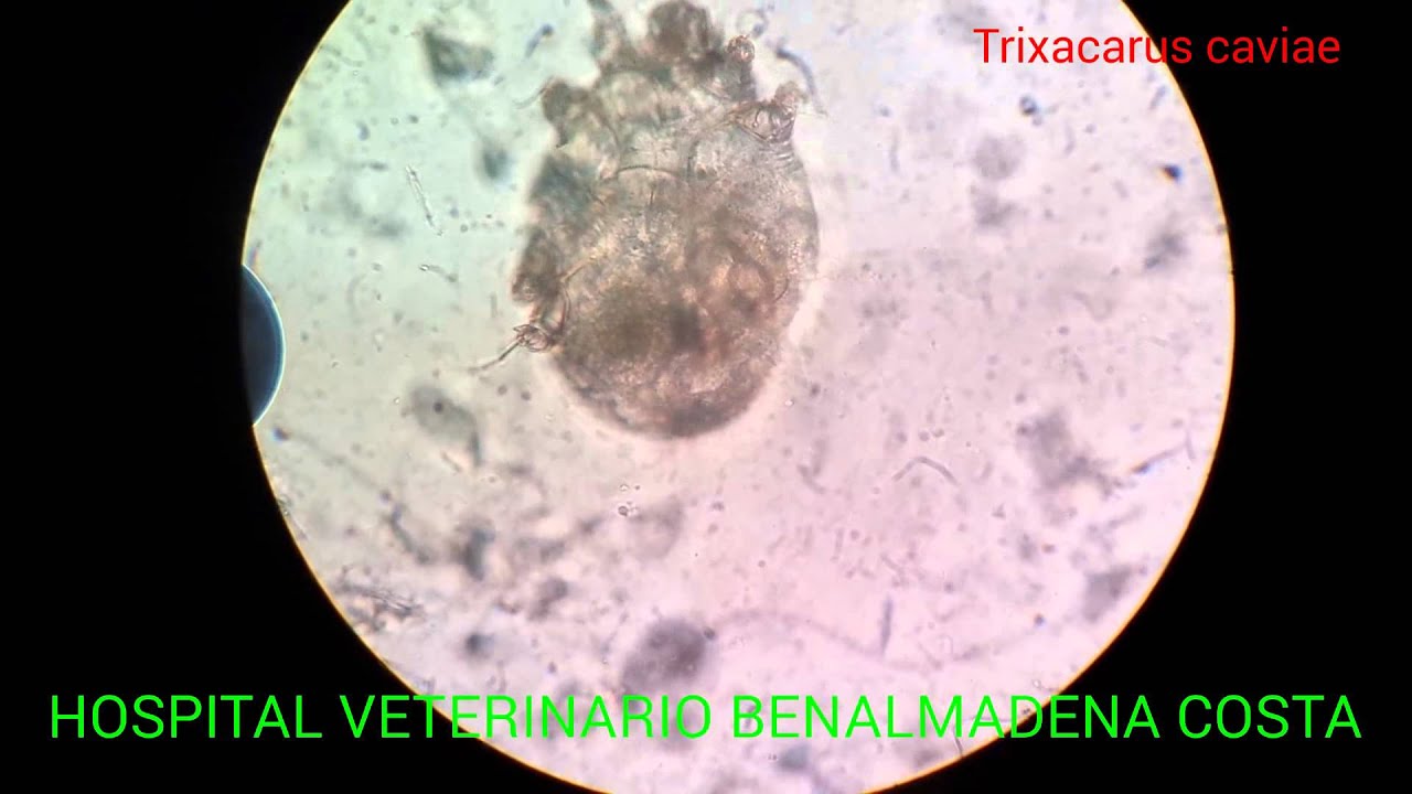 Trixacarus caviae. H.V BENALMADENA COSTA - YouTube