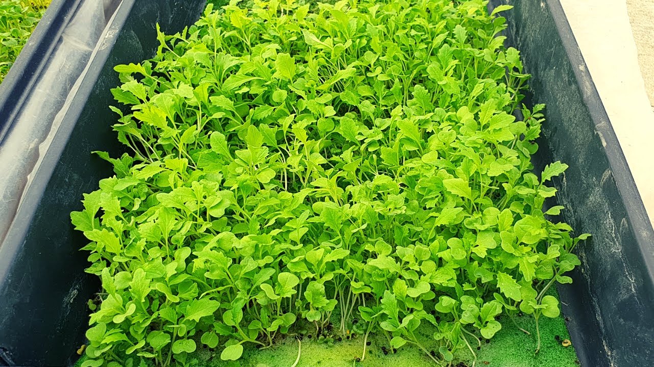 Biostrate Felt mat for microgreens | Update - YouTube