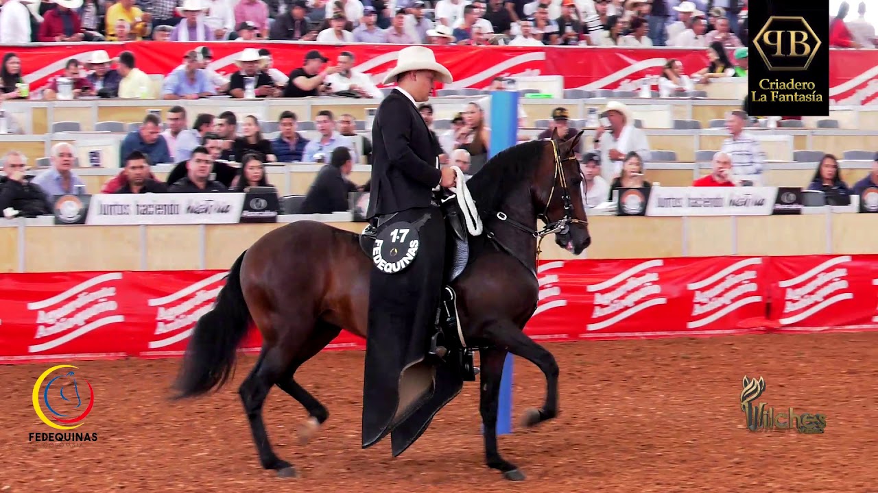 Bez Diego De La Posada - 36 Exposición Nacional Equina Medellin 2020 ...
