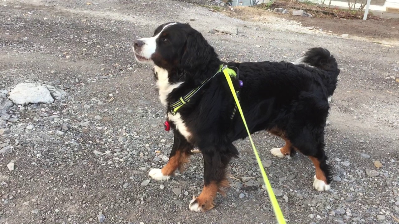 Manda the BMD - telling us to go home - YouTube