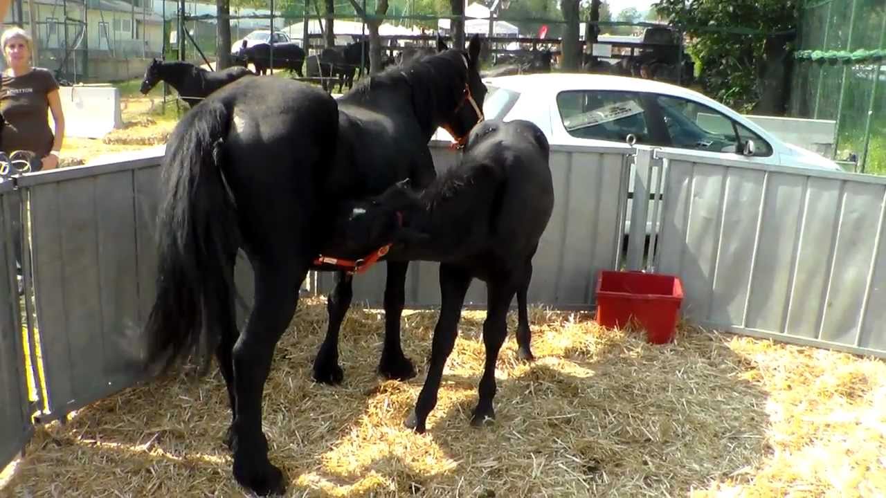CAVALLA MERENS CHE ALLATTA IL PULEDRINO. - YouTube