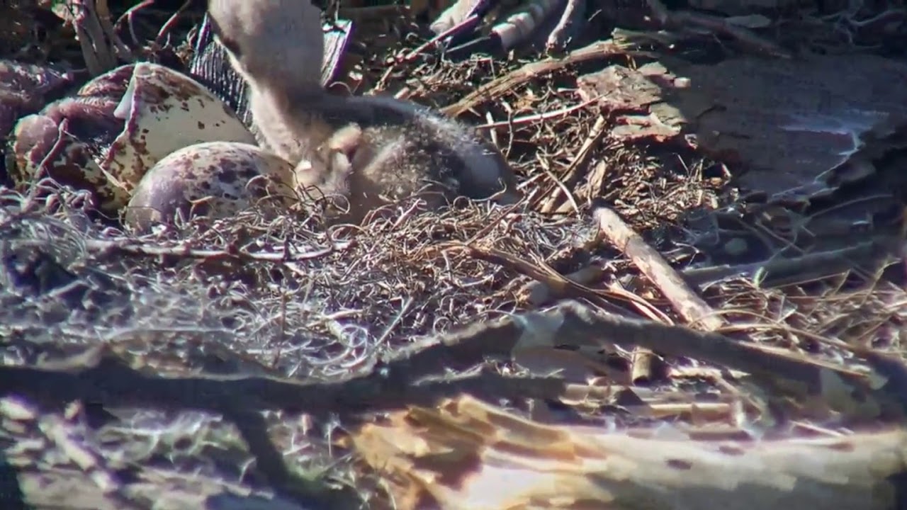 Hatchling #2 arrives 17 49 Video 2018 04 18 180001 - YouTube