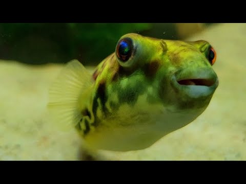 Very cute puffer. Tetraodon Pustulatus (common names include Redline or ...