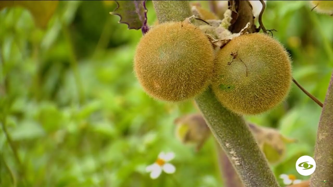 ¿Las plagas afectan su cultivo de lulo? Conozca cómo combatirlas ...