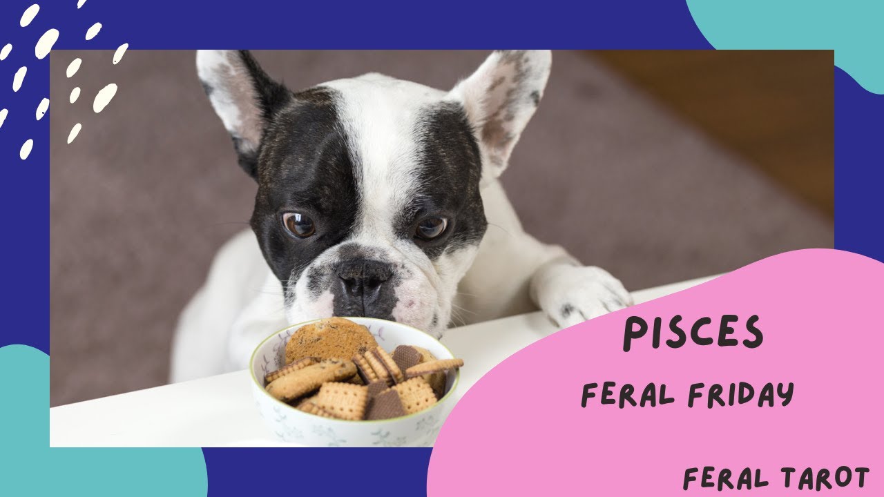 Pisces Feral Friday - YouTube
