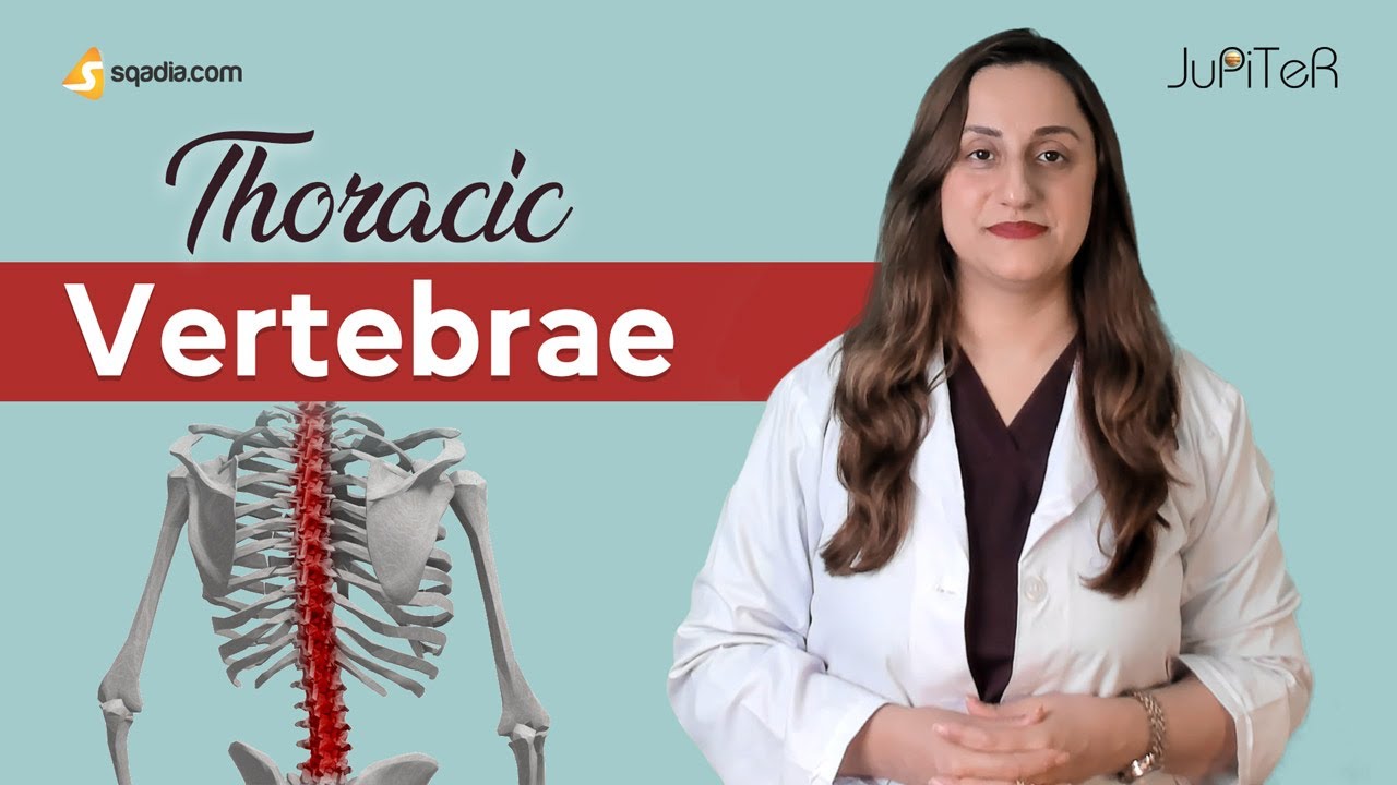 Thoracic Vertebrae | T1-T12 | Bone Anatomy | Skeletal System | sqadia ...