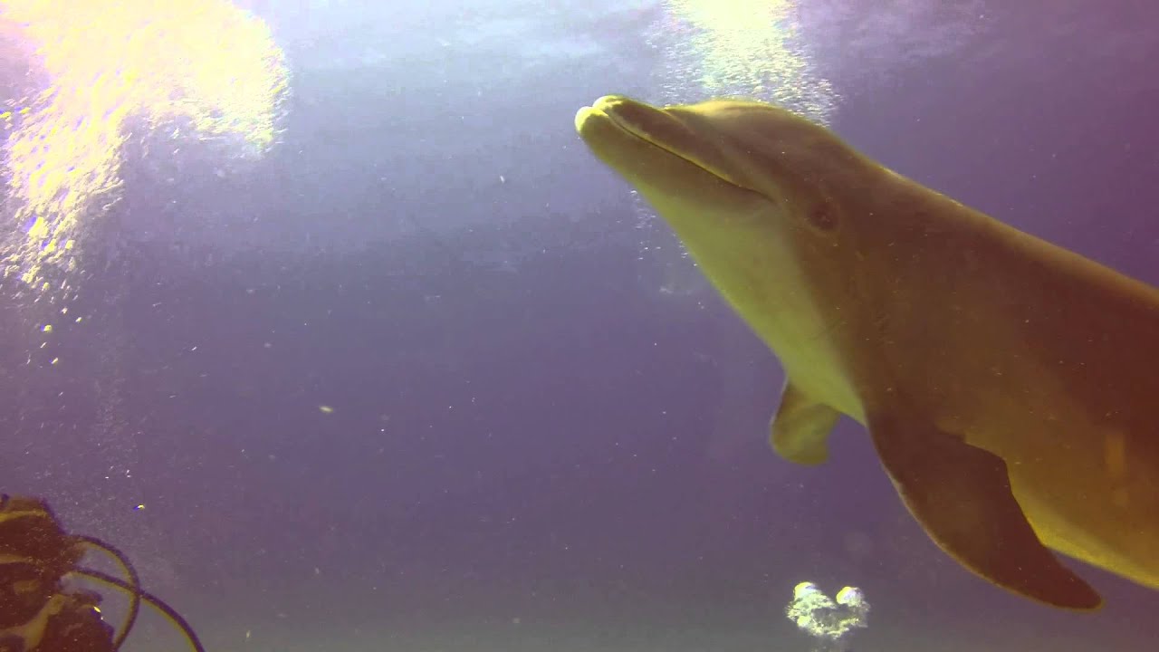 Dolphin Dive Anthony's Key Roatan Honduras - YouTube