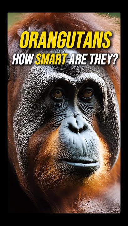 Orangutan’s Sign Language: The Amazing Communication Skills of Our ...