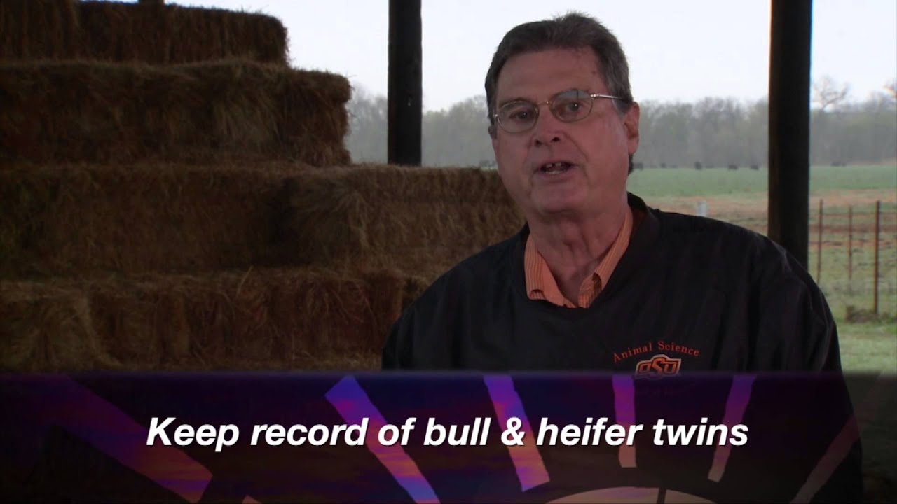 Cow-Calf Corner: Freemartin Heifers (4/11/15) - YouTube