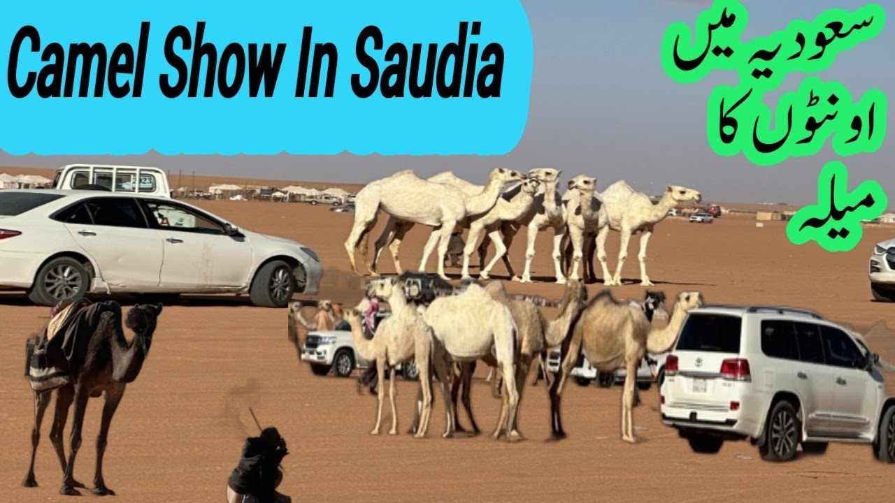 King Abdul Aziz Camel Festival 2023 | Camel Show In Saudi Arabia ...