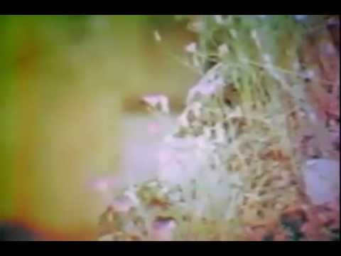 Qarabağ bülbülləri; VƏTƏNİMDİR, VƏTƏNİMDİR, VƏTƏNİM !