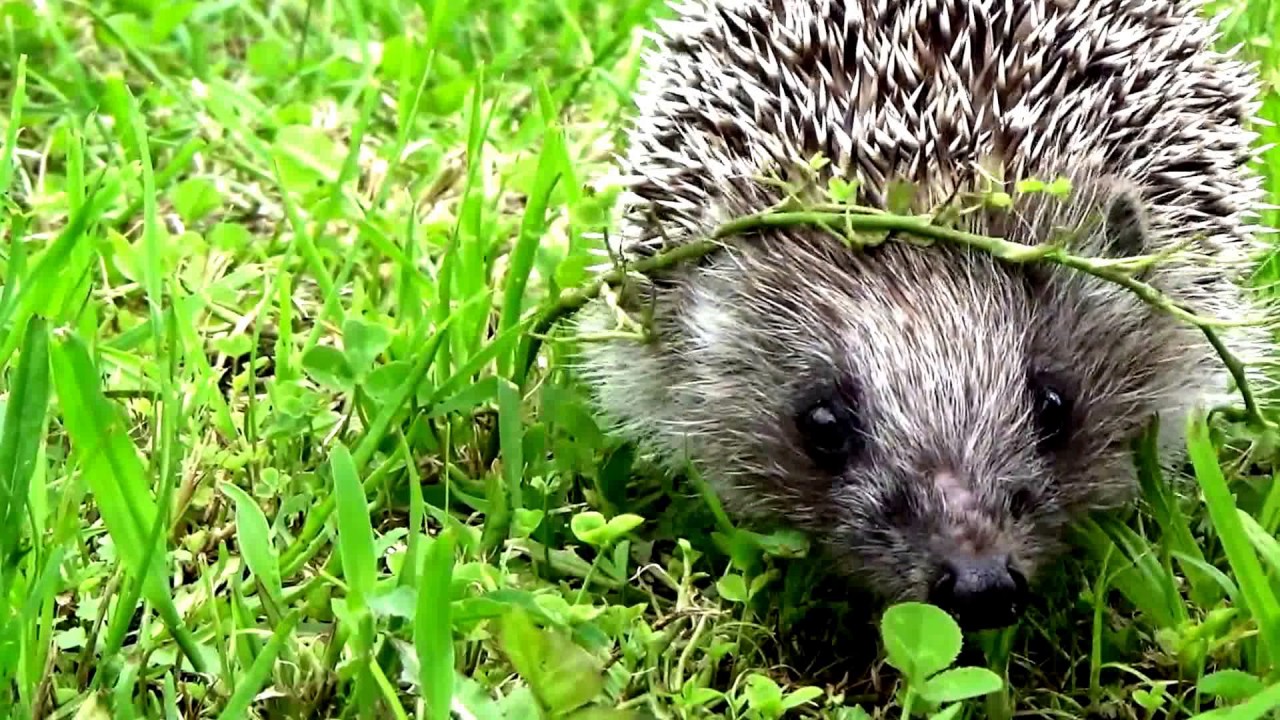 Hedgehog Walking In A Meadow - YouTube
