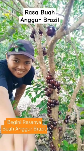 Rasa Buah Anggur Brazil Preco - YouTube