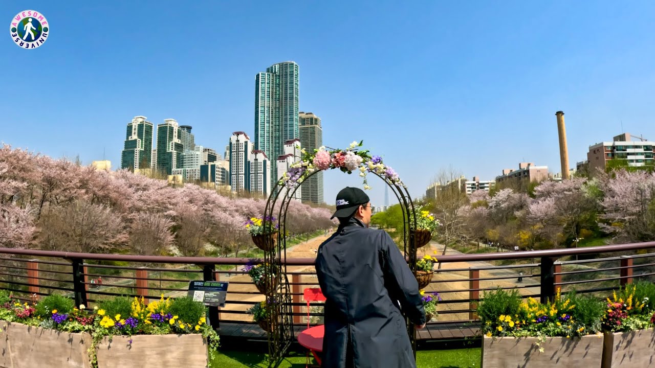 [4K HDR] Yangjaecheon Stream Cherry Blossom | Seoul Cherry Blossom ...