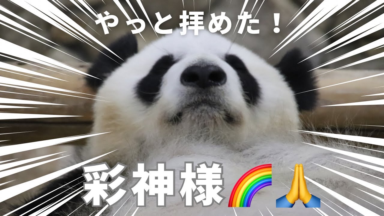 【ジャイアントパンダ】やっと拝めた彩神様🌈🙏 #彩浜 はアドベンチャーワールド #panda - YouTube