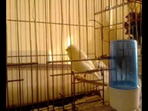 Şampiyon Bülbül ötümlü kanarya konya yarışmasıTürkiye Birincisi Konya-YouTube  05465197328