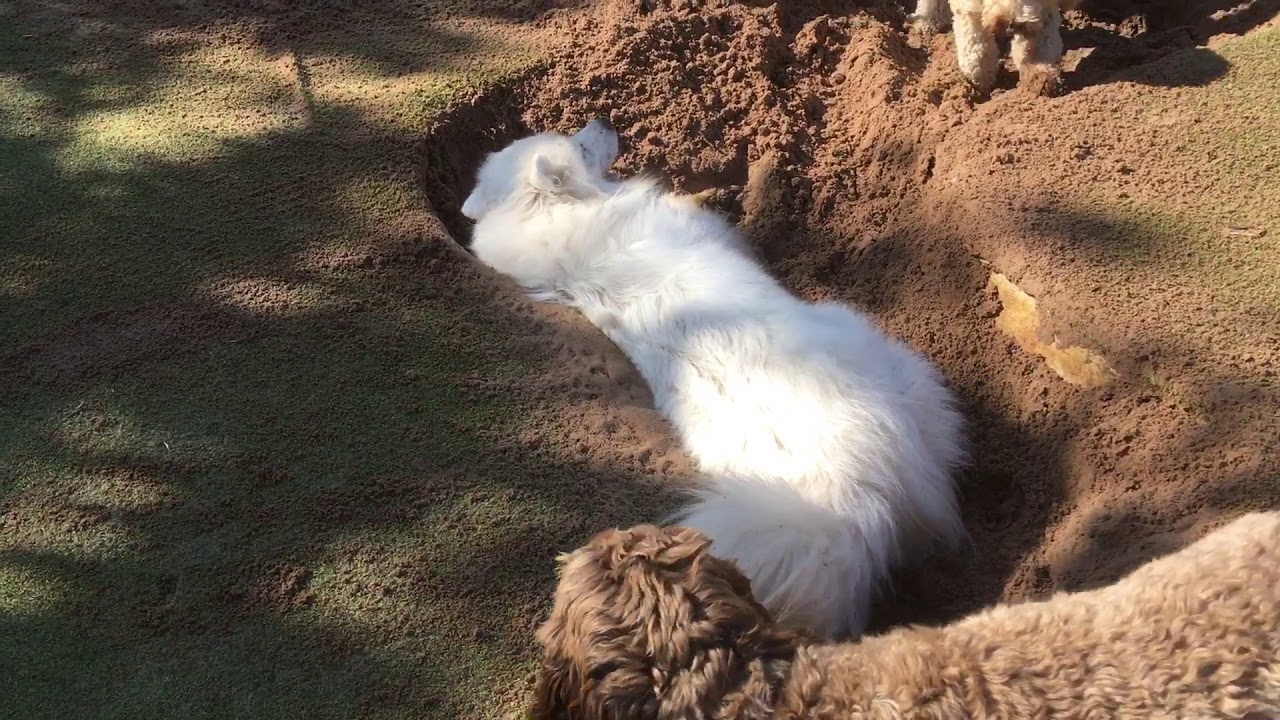 Samoyed Digging A Pit - YouTube