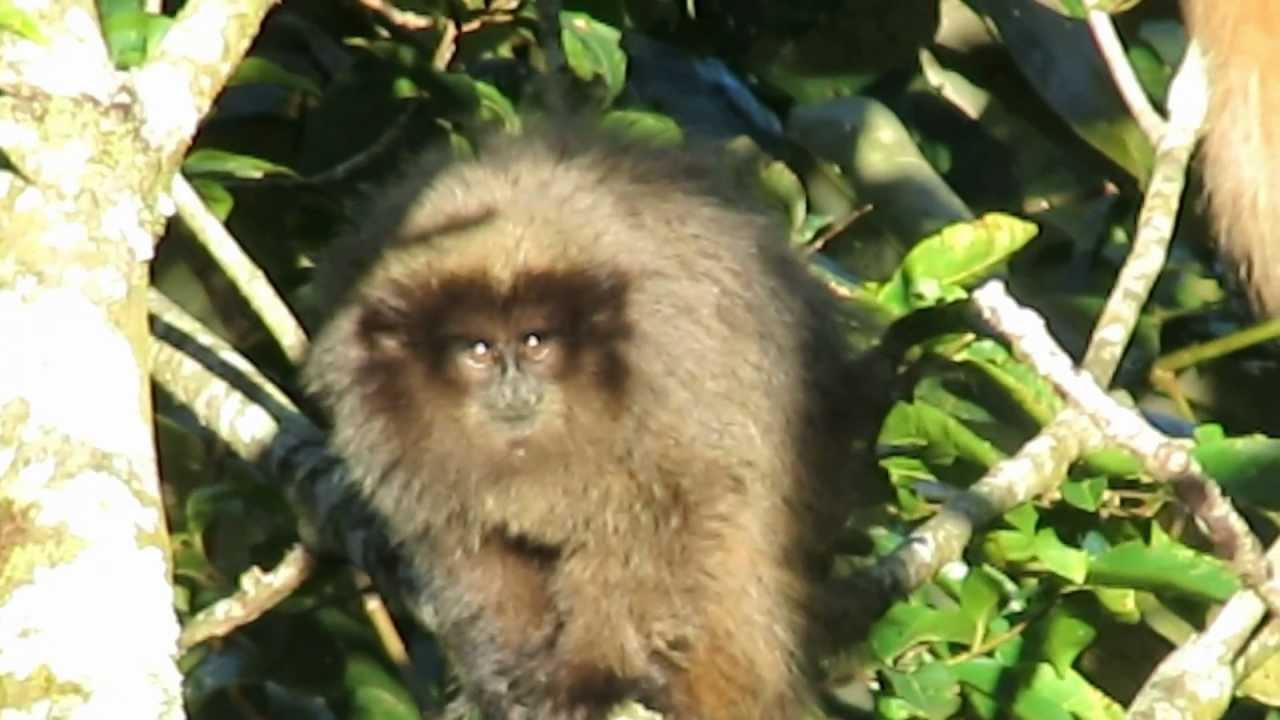 MACACO SAUÁ MARIPORÃ SP - YouTube