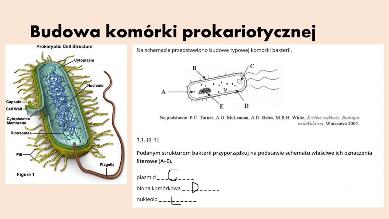 Budowa Komórki Bakterii | Matura 2023 Biologia - YouTube