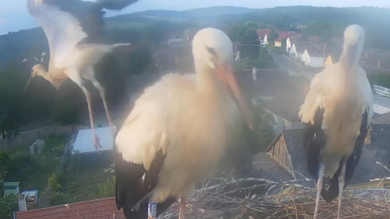 White Storks (Ságvár, Hungary) | First storks baby fledged | July 14 ...