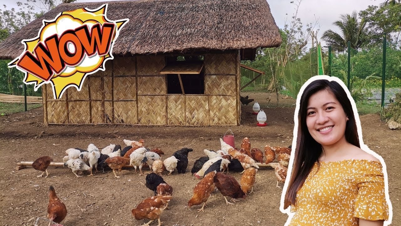 Vlog#6: FREE-RANGE CHICKEN HOUSE AND RANGING AREA - YouTube
