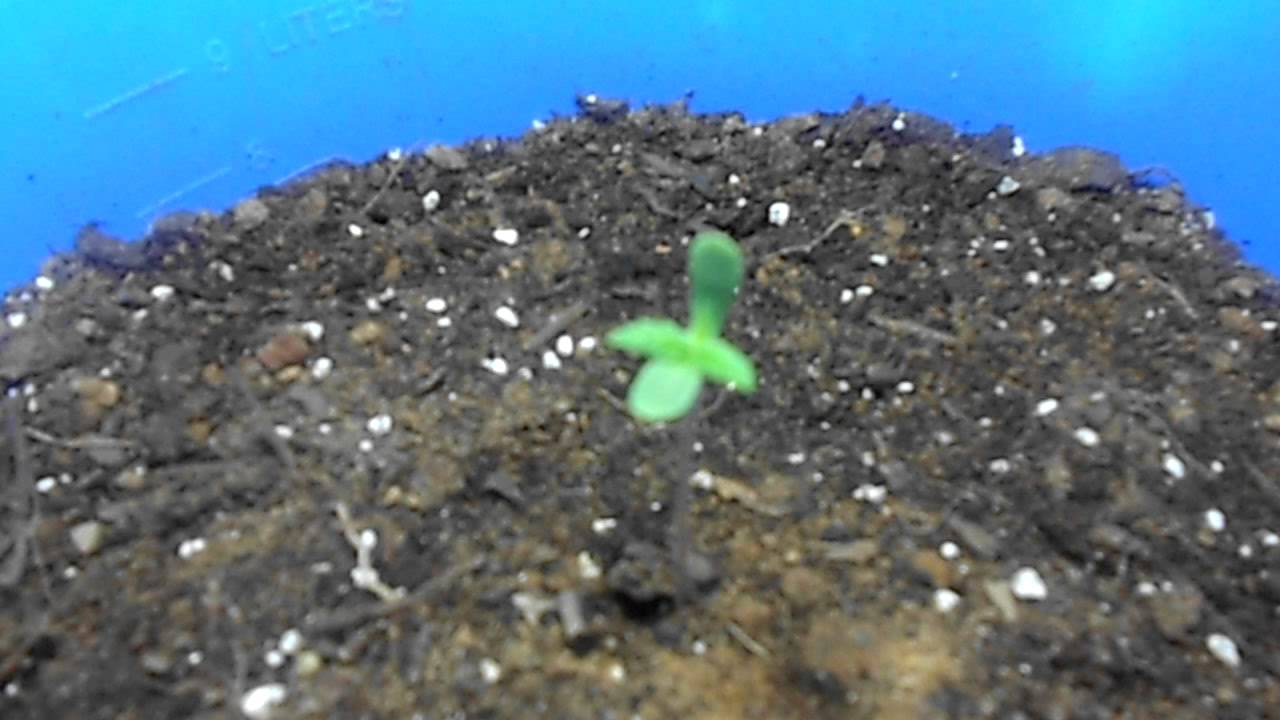 4 day old HEALthy marijuana plant - YouTube