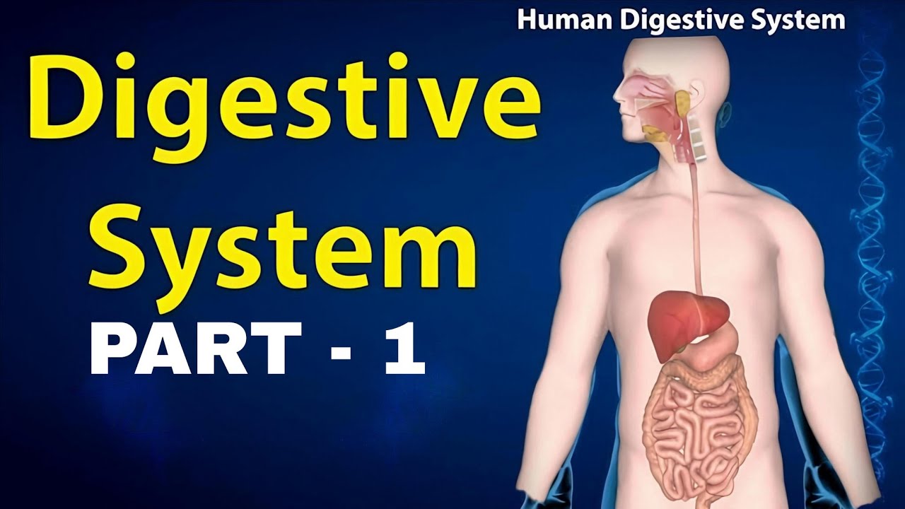 DIGESTIVE SYSTEM - PART - 1 CLASS - 2 How Does the Digestive System ...