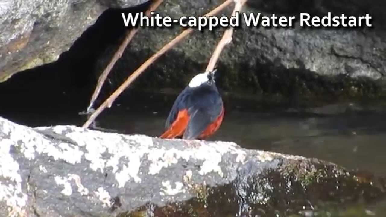 White-capped Water Redstart - Birdwatching Thailand - YouTube
