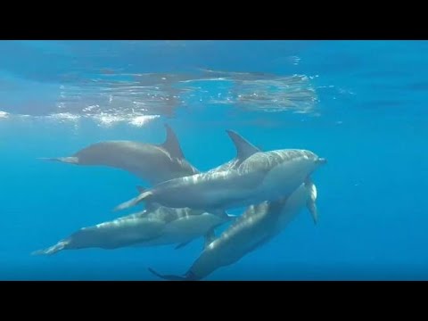 La danza dei delfini all'Isola d'Elba - YouTube