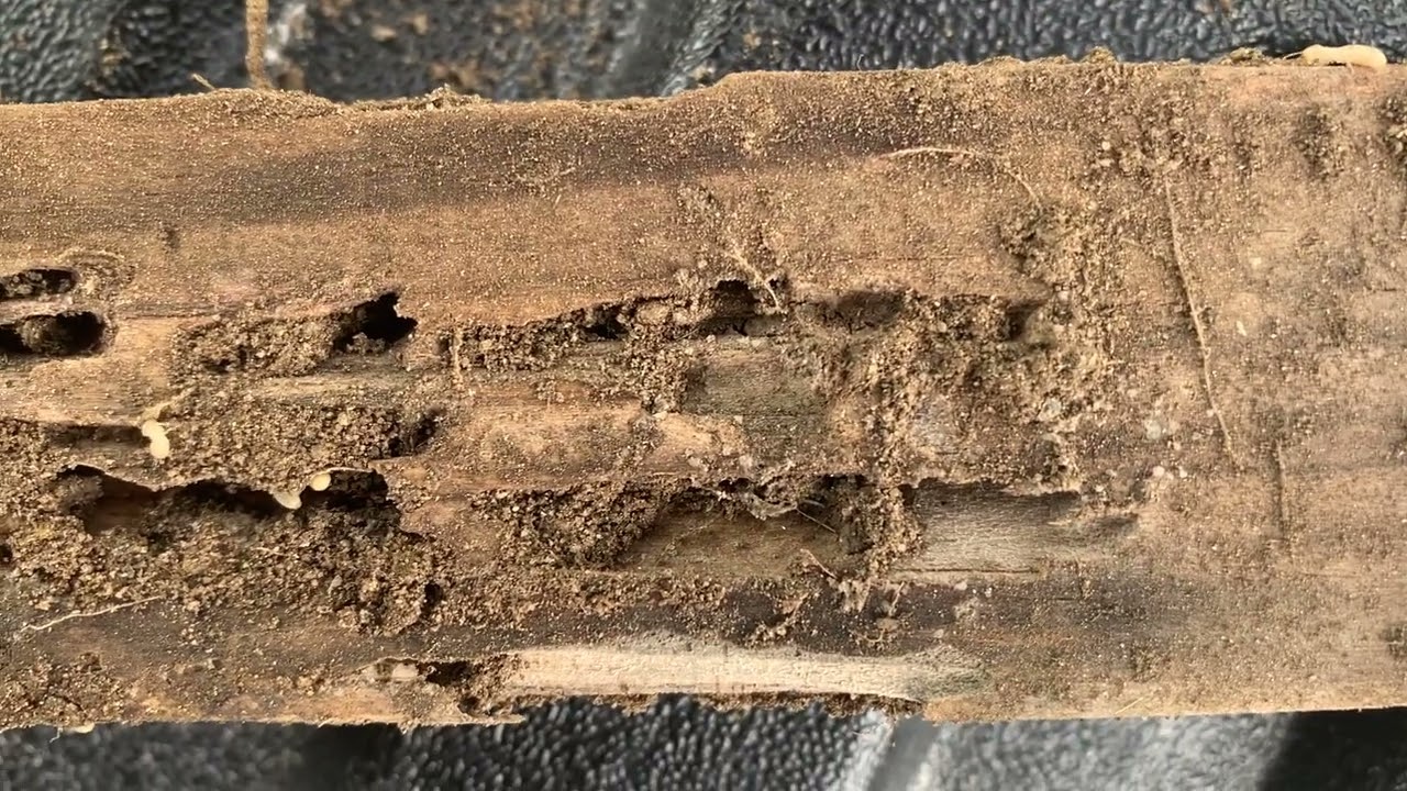 Termite Monitors Full of Termites - YouTube