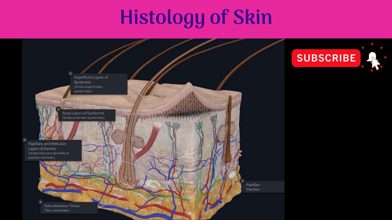 Histology of Skin | Thick and Thin Skin | Epidermis and Dermis | Cells ...