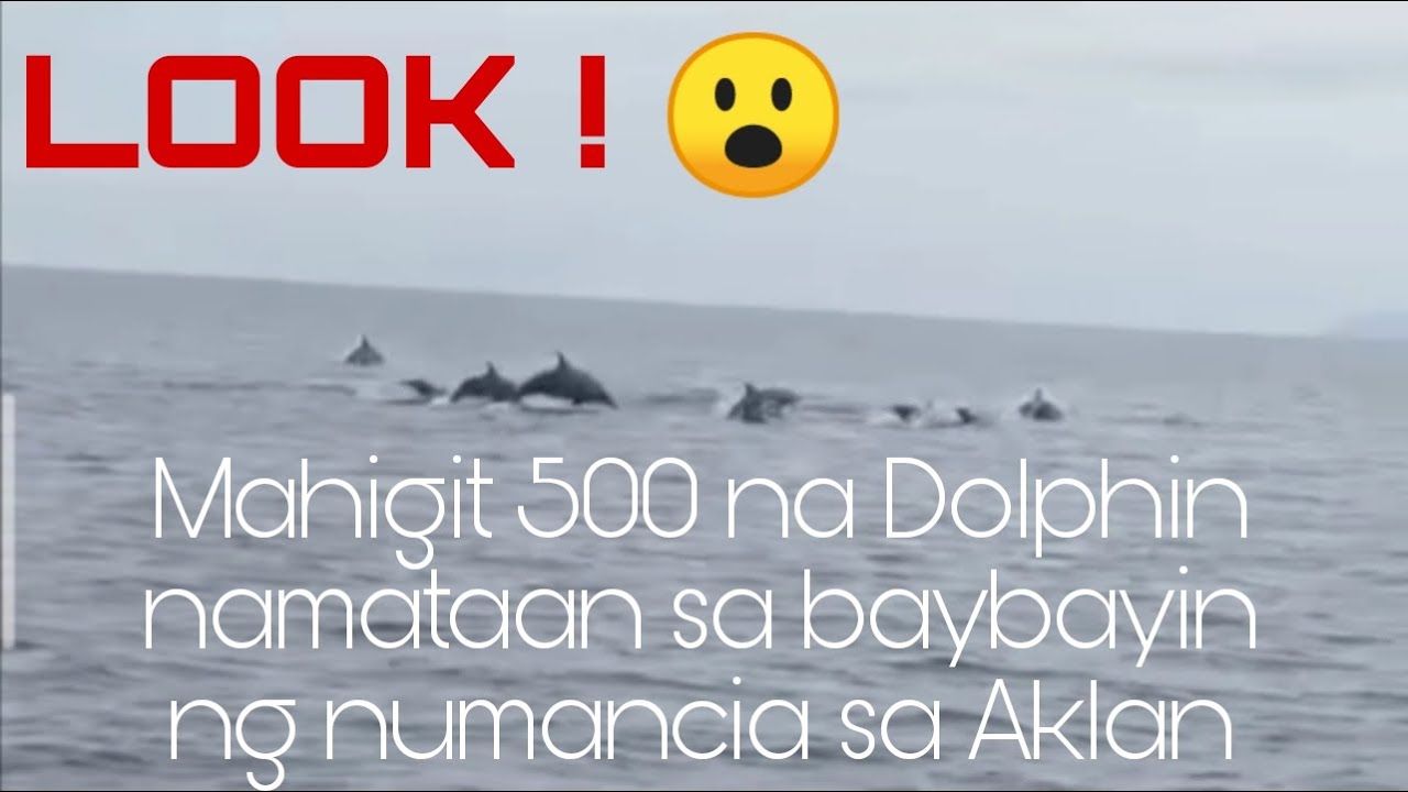 LOOK', DOLPHIN SA NAVITAS NUMANCIA AKLAN.😮😮😮 - YouTube