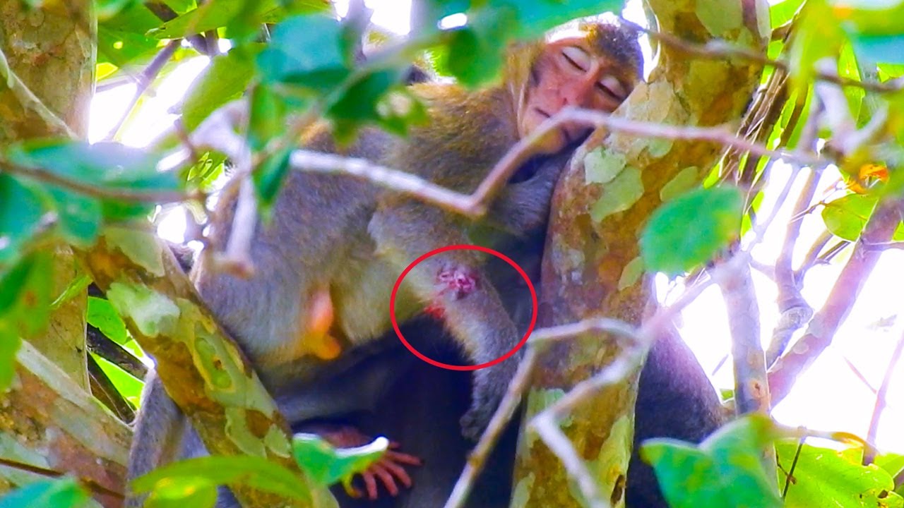 Ariana injured because Anna attack here - YouTube