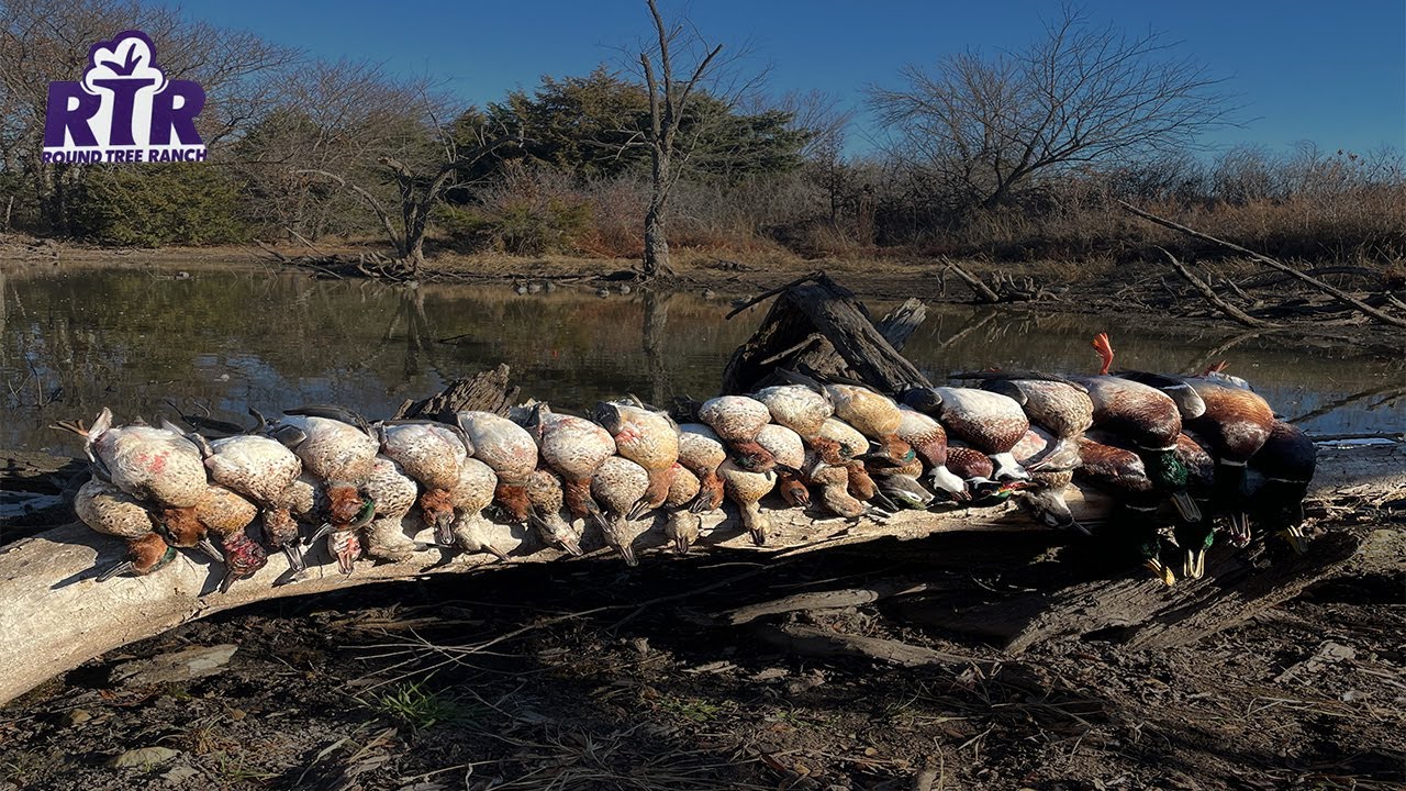 Flooded Timber Hole Mixed Bag - Kansas Duck Hunting - YouTube