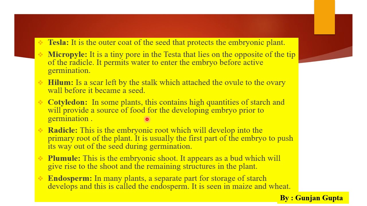 CLASS 12TH SUBJECT BIOLOGY CHAPTER 2 Seeds By Gunjan YouTube class-12th-subject-biology-chapter-2-seeds-by-gunjan-youtube