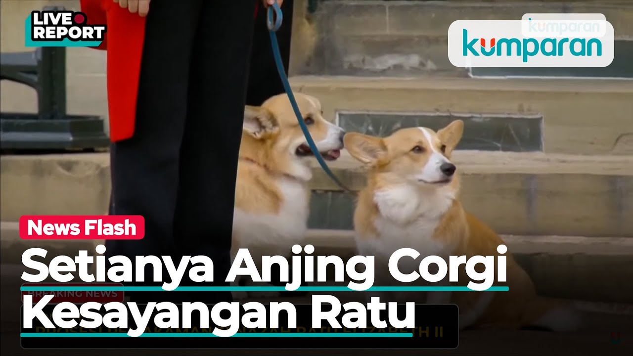 Anjing Corgi Kesayangan Ratu Elizabeth II Setia Menanti Pemakaman - YouTube