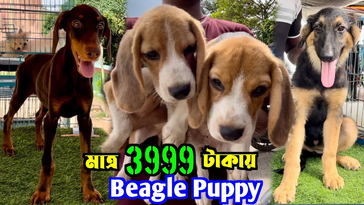 মাত্র 3999 টাকায় Beagle Puppy. Serampore Pet Market. Dog Market in ...