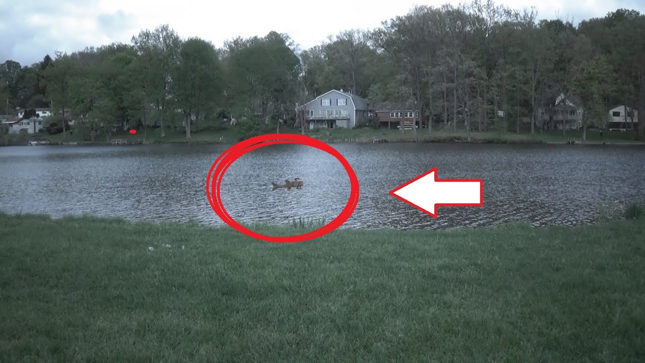 Real Brown Mermaid Caught on Tape 2015 - YouTube