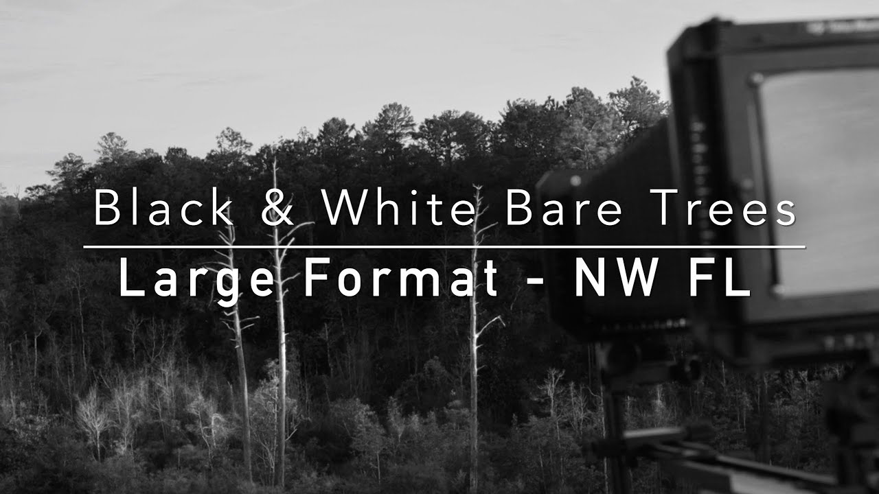 Black and White Bare Trees - Large Format - NW Florida - YouTube