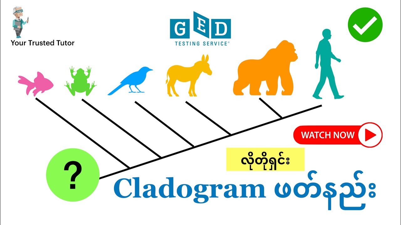 How To Read A Cladogram for GED Science (Including the Bonus Part in ...