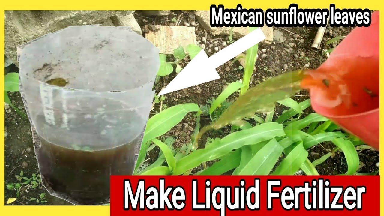 Homemade organic liquid fertilizer( SUNFLOWERS) - YouTube