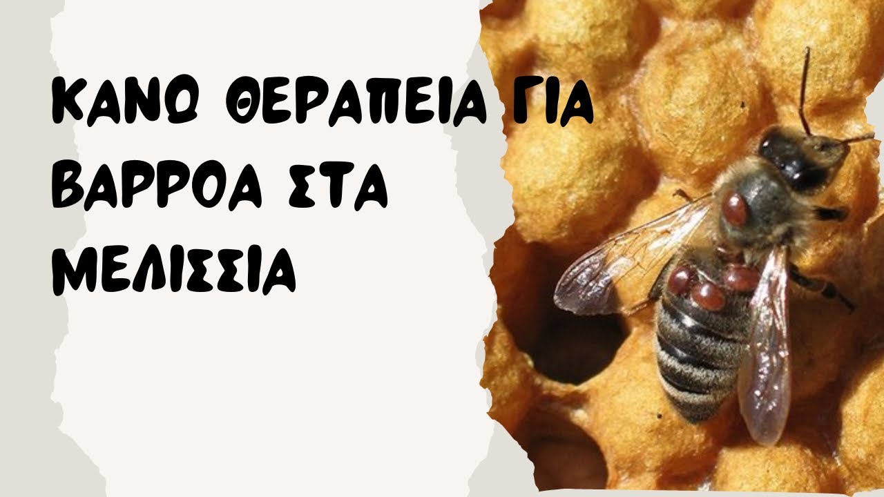 Θεραπεία για βαρροα στα μελισσια 2022 πολύ αποτελεσματική - YouTube